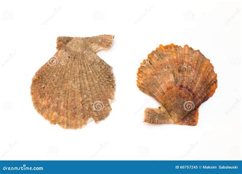 Conchas Marinas Aisladas En El Fondo Blanco Imagen De Archivo Imagen