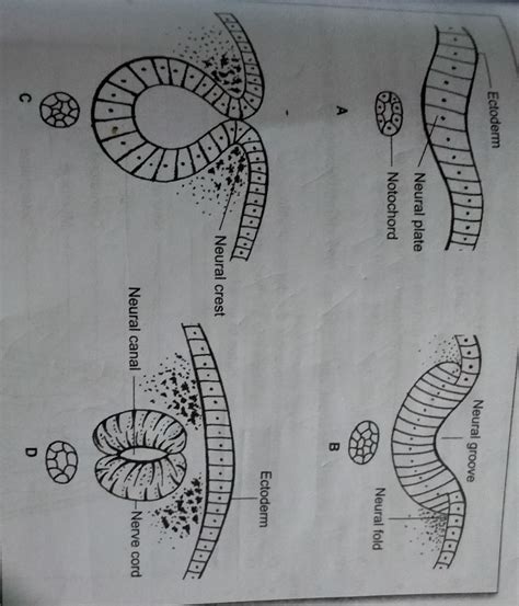 Neurulation Class Twelve Biology