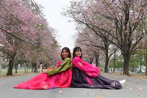 Photo Gallery บานสะพรั่ง นักท่องเที่ยวแต่งชุดกิโมโนชมความงดงามของชมพูพันธุ์ทิพย์ ที่เกษตรกำแพงแสน