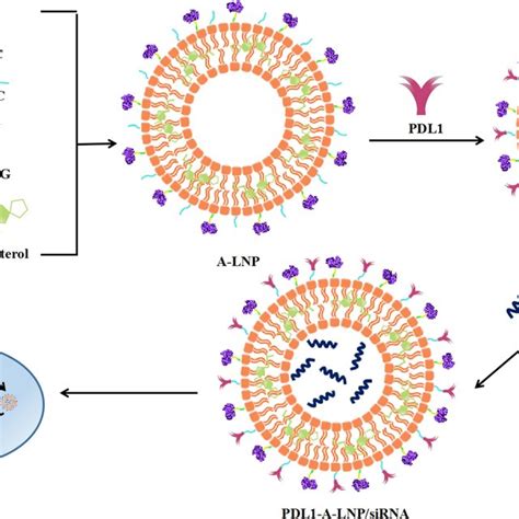 Cell Uptake Experiment A A549 Tumor Cell Uptake Assay B H460 Tumor Download Scientific