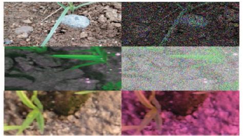 Figure 6 From Weed Detection Method Based On Improved Yolov8 With Neck