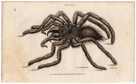 1806年 Shaw 銅版画 オオツチグモ科 サウスアメリカンピンクトゥ ARANEA avicularia タランチュラ 博物画の落札情報