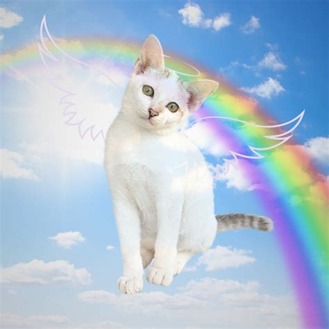 Navigating The Afterlife With Ann Hoff An Insightful Exploration Of P