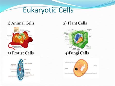 Eukaryotic Definition