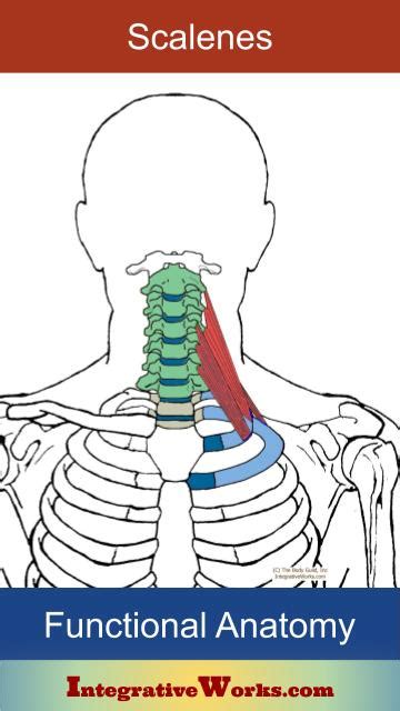 Scalene Muscles Functional Anatomy Integrative Works