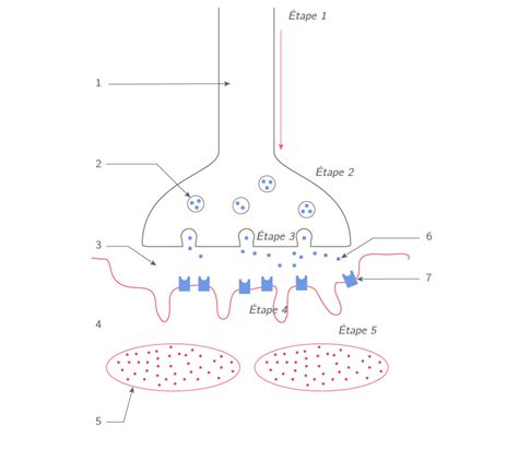 Schéma Fonctionnel Dun Synapse Neuro Neuronale Diagram Quizlet