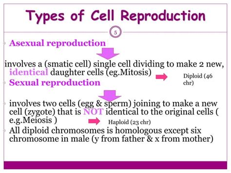 Cell Cycle And Control Checkpoints Throght Cyclin Cdk Complex Ppt