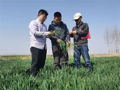班组天地 杂交小麦研究所里的年轻人北京市新浪财经新浪网
