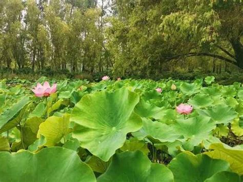 微山湖红荷湿地公园图片微山湖红荷景区 景点 华网