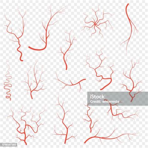 人紅眼靜脈設置 解剖血管動脈插圖組向量醫學眼球靜脈動脈系統圖在白色背景上隔離的靜脈向量圖形及更多一組物體圖片 一組物體 人 人體構造