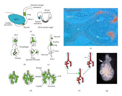 Early Mouse Lung Development A Interaction Between The Cardiac