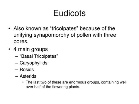 Eudicots Also Known As “tricolpates” Because Of The Unifying