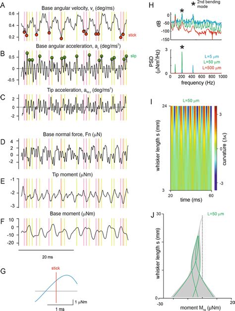 Kinematic And Dynamical Output Variables Of The Model See Full Set Of