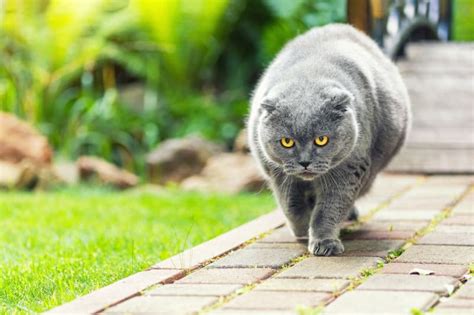 Is Your Cat Overweight Signs Symptoms And What To Do Next