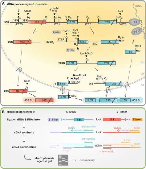 The Novel Pre Rrna Detection Workflow “riboprobing” Allows Simple Identification Of Undescribed