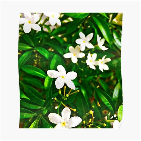 Sampaguita Poster By Oha Redbubble