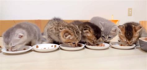 飼い主さんと一緒に寝るはずのベッドを取られて激おこな子猫。一生懸命の威嚇が妙に可愛くてキュンとする ´艸`♡ エウレカ！