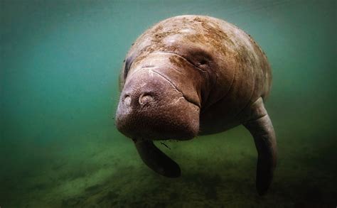 Three Places To See Florida Power Plant Manatees In The Winter