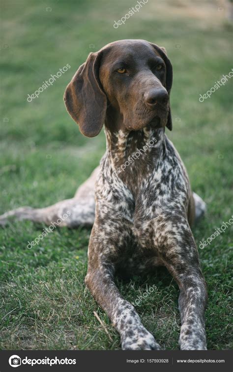 Owalo Design Pointer Hunderasse