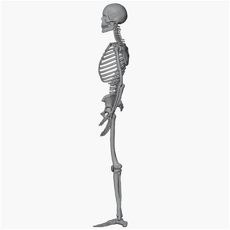 Human Skeleton 3d Turbosquid 2085769