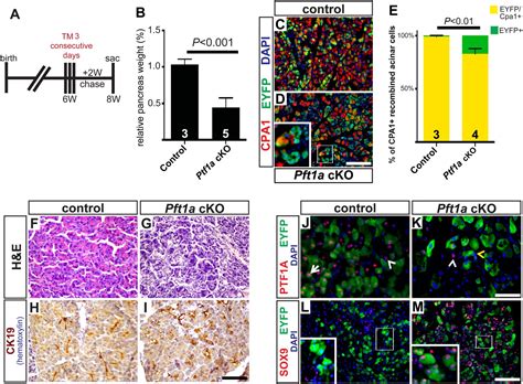 Figures And Data In The Acinar Differentiation Determinant Ptf1a