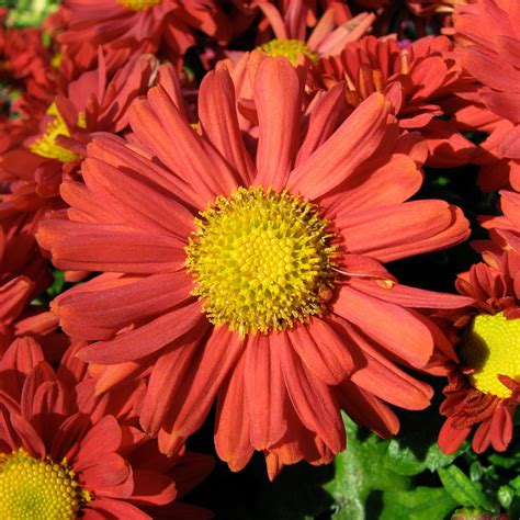 Chrysanthemum Flower