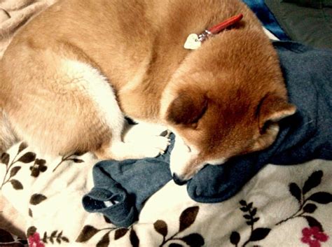 どかないよ 柴犬RingoとSaYuToな日々