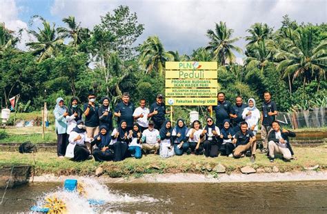 Gandeng Wadergama UGM PLN Konservasi Ikan Wader Pari Di Sleman