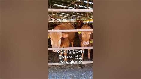 밥 먹다말고 우르르 Youtube