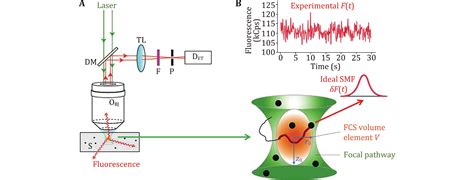 Principles Of Fluorescence Correlation Spectroscopy Applied To Studies