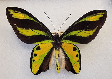 Ornithoptera Tithonus Misresiana Bioquipbugs