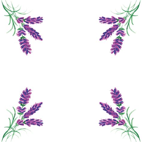 Lavender Border