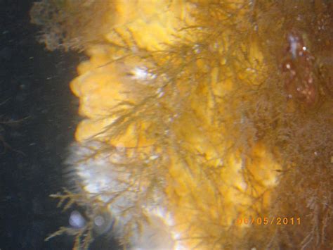 Didemnum Vexillum Identification Photos Biology Alaska Invasive Species Alaska Department