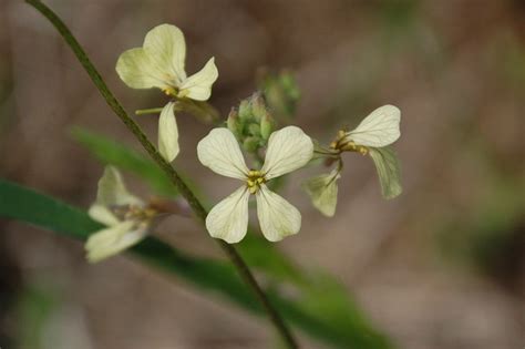 Eruca Vesicaria June