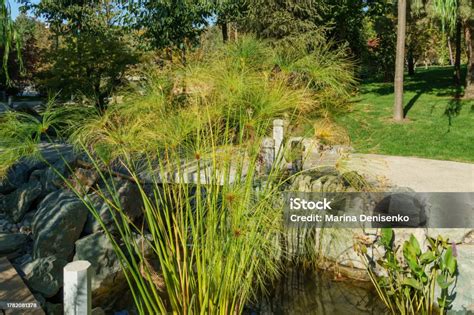 Cyperus Papyrus Papyrus Sedge Paper Reed Indian Matting Plant Or Nile
