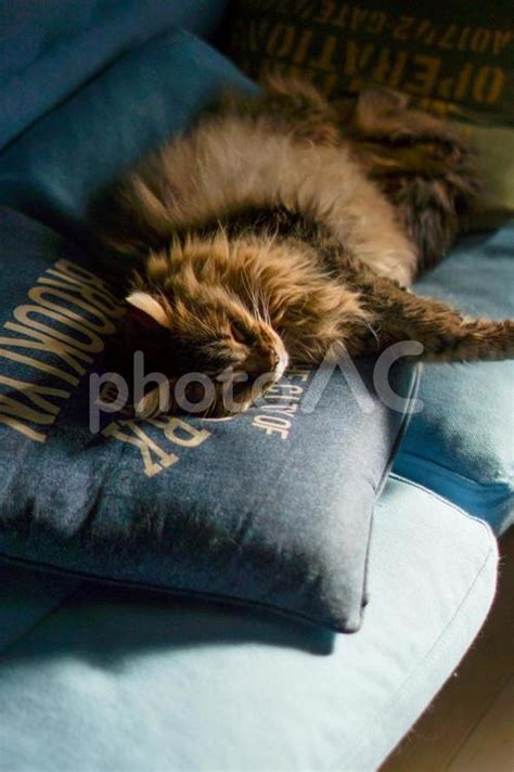 ソファで昼寝する猫 No 4751809｜写真素材なら「写真ac」無料（フリー）ダウンロードok