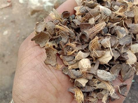 Natural Coconut Palm Kernel Shell For Coal Burning Solid Fuels