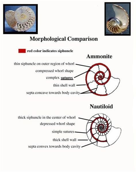 Ammonoid And Nautiloid Comparison Ammonite Geology Palaeontology