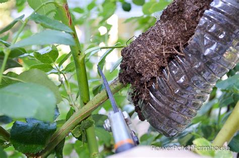 Air Layering Rose Plants