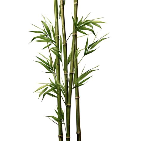 Premium Ai Image Bamboo Grass Tall And Sturdy With Woody Stems Leafy