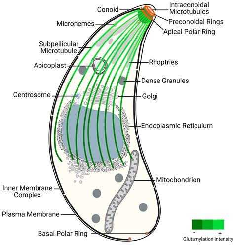 Microtubule Dynamics In Toxoplasma Gondii Encyclopedia Mdpi