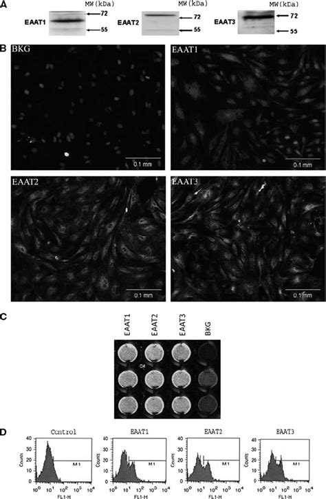 Expression Of Excitatory Amino Acid Transporters Eaats 1 To 3 In