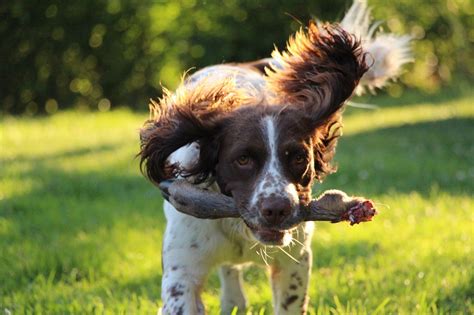 Are Working Cocker Spaniels Easy To Train Easy Spaniel Training