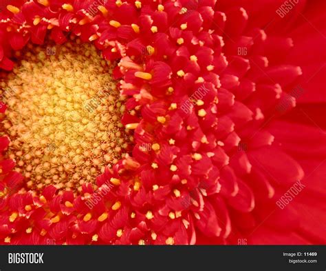 Gerber Daisy Image And Photo Free Trial Bigstock