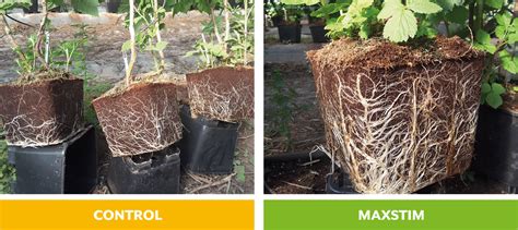 Root Development Claim Maxstim