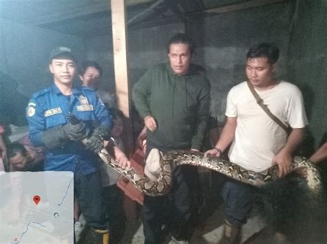 Damkar Evakuasi Ular Sanca Kembang Masuk Rumah Warga Di Pungging Mojokerto
