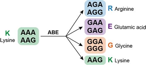 生命科学学院魏文胜团队实现人类蛋白质组中赖氨酸位点的功能解码