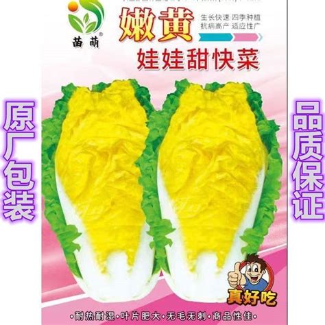 Biji Kubis Manis Bayi Kuning Lembut Tahan Panas Dan Tahan Lembapan Serta Cepat Membesar Benih