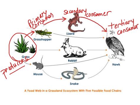 Food Chains And Food Webs Science Environment Showme