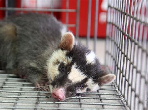 看清楚鼬獾 避免近距離接觸被咬 台灣動物新聞網